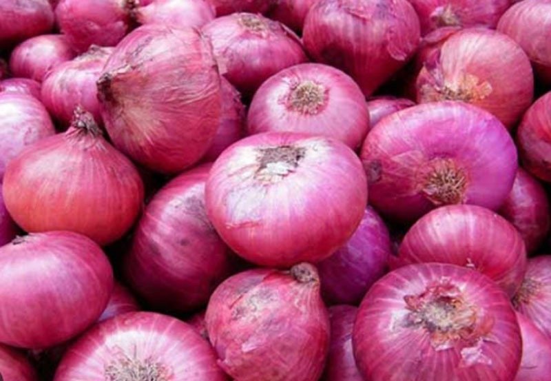 Sri Lanka takes measures to boost big onion production