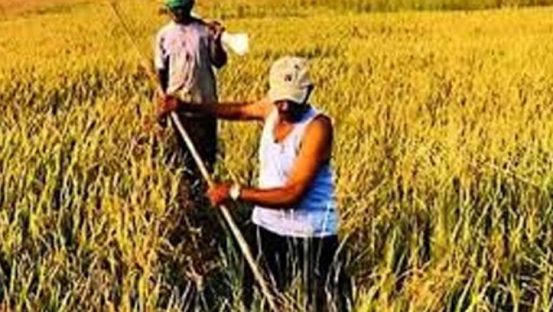 Cabinet approves milling and distribution of paddy stocks