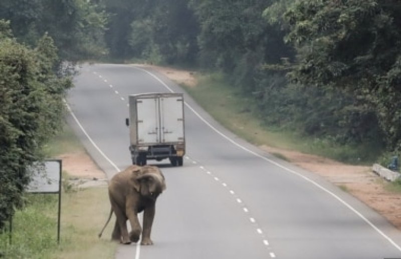 Van–elephant collision leaves elephant dead in Habarana