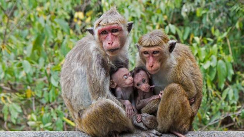Research reveals year-round pregnancies among monkeys in human habitats