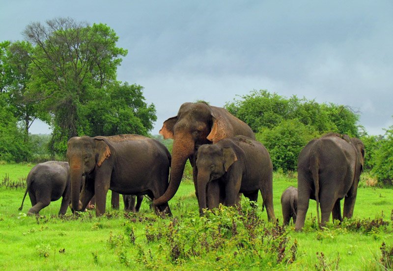 Human-Elephant Conflicts leave 400 elephants dead in 2023