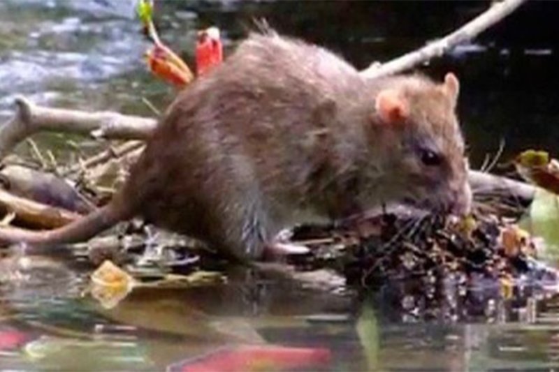 Reports of Rat Fever Surge amidst dry weather