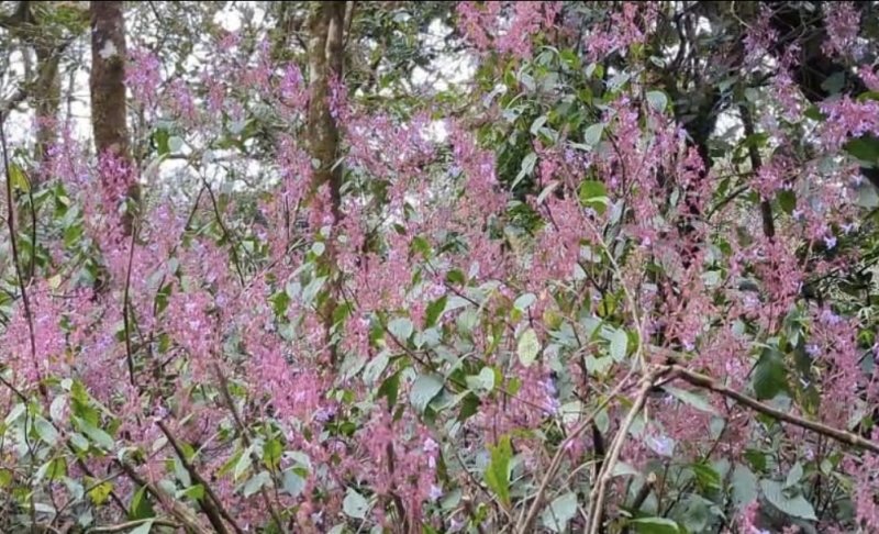 Crowds flock to Horton Plains to witness rare Nelu bloom