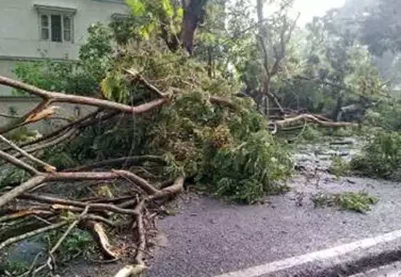 Schoolboy fatally struck by falling tree branch