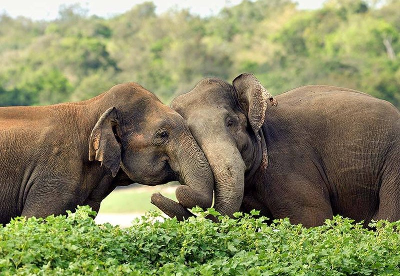Two wild elephants fatally hit by train and electrocuted