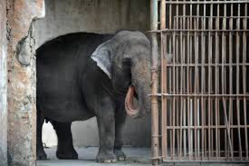 World's 'saddest' elephant dies in Manila zoo